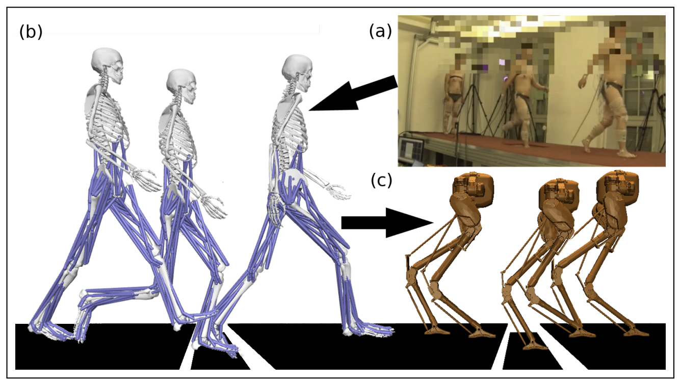 From Human Walking to Bipedal Robot Locomotion: Reflex Inspired Compensation on Planned and ...